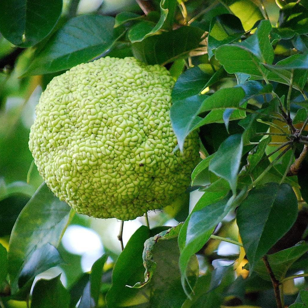 Osage Orange Seeds - Tree - Landscape, Hedge, Perennial (Maclura ...