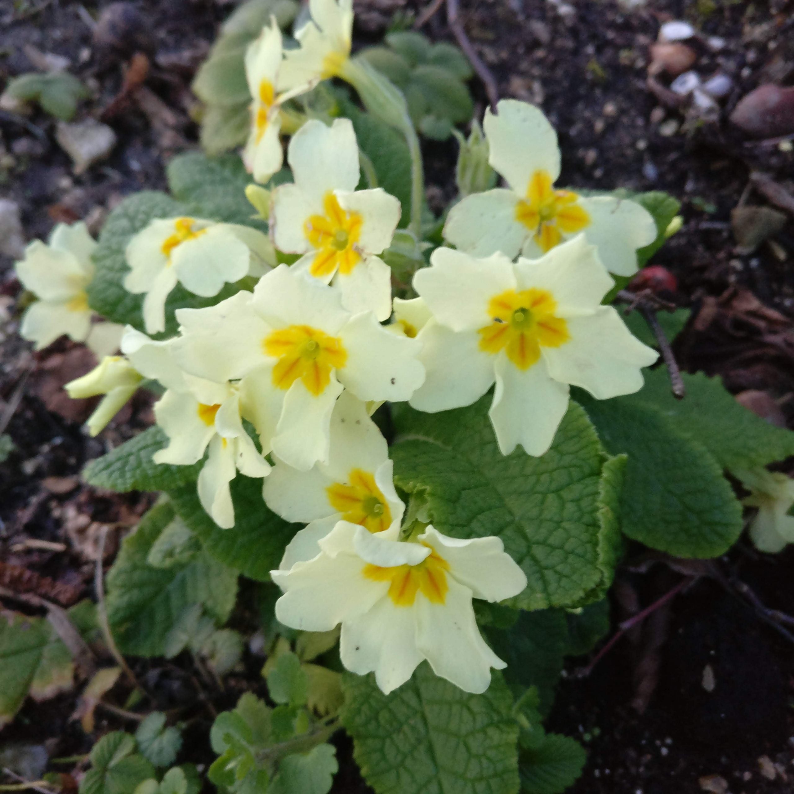 Primula Seeds – Primrose Vulgaris for Indoor Pots & Shaded Gardens ...
