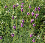 Wildflower Seeds – Purple Prairie, Native Perennial Mix for Pollinator ...