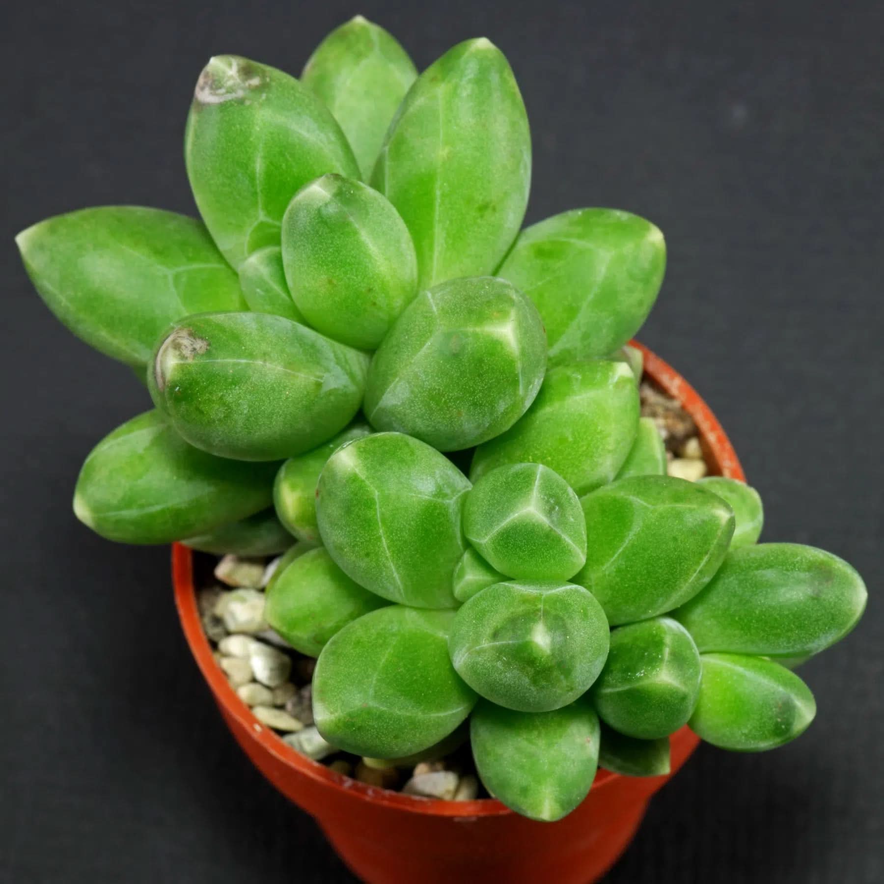 Pachyphytum Compactum Seeds – Succulent Plant Seeds for Planting ...