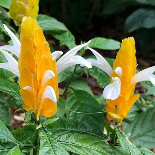 Organic Heirloom Non-GMO Lutea Seeds for Planting – Fresh Healthy ...