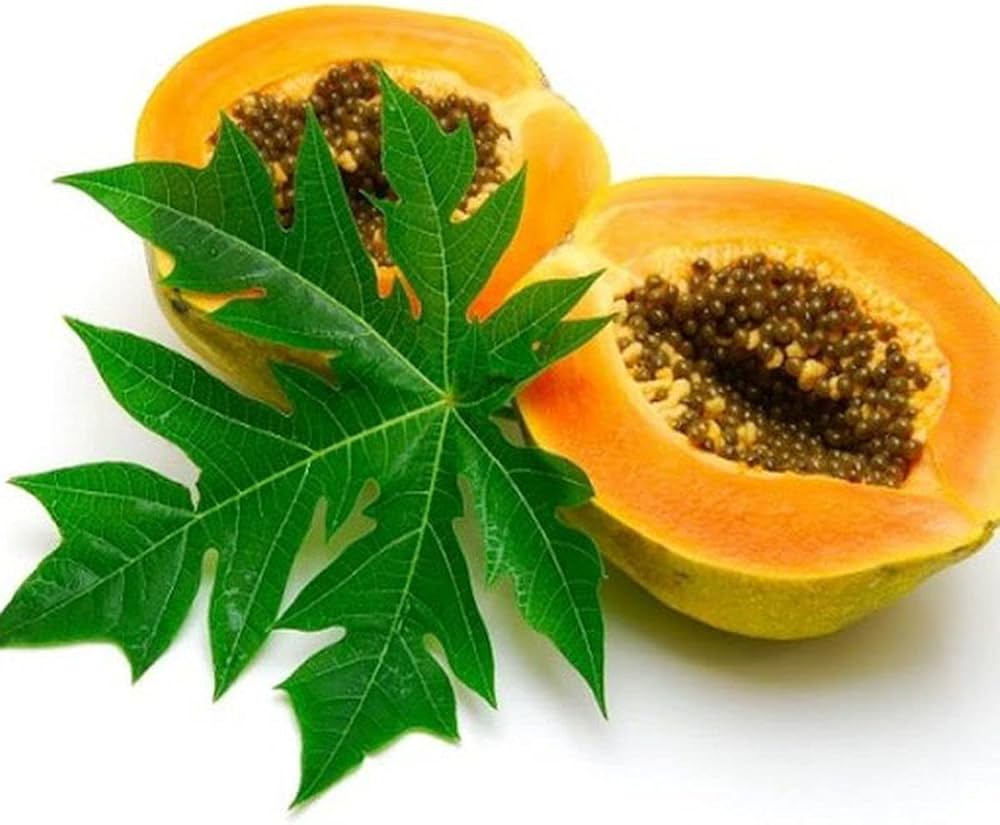 Papaya Seeds - Tropical Fruit - Backyard Orchard, Garden (Carica papaya ...