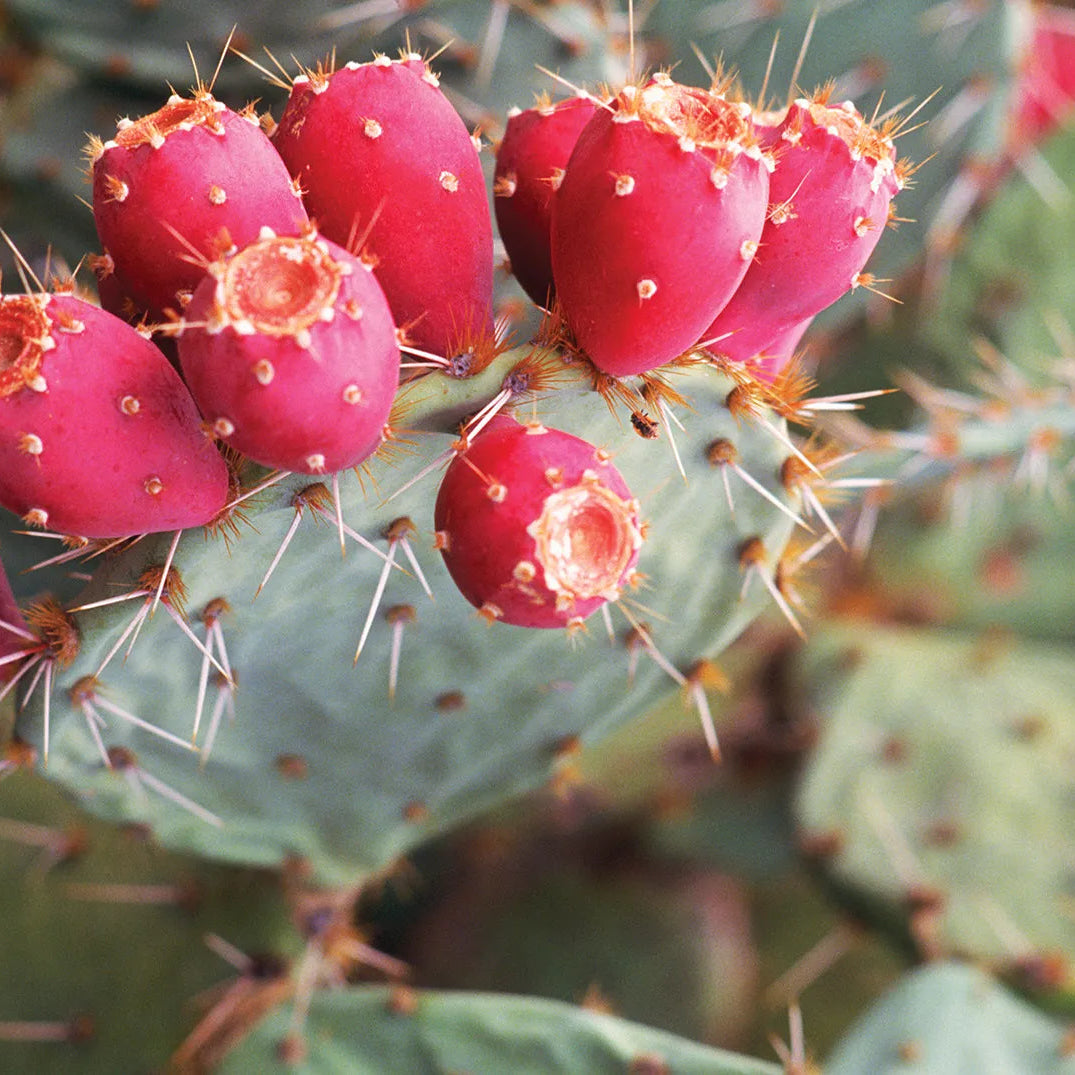 Prickly Pear Seeds - Desert Garden, Drought Tolerant, Perennial ...