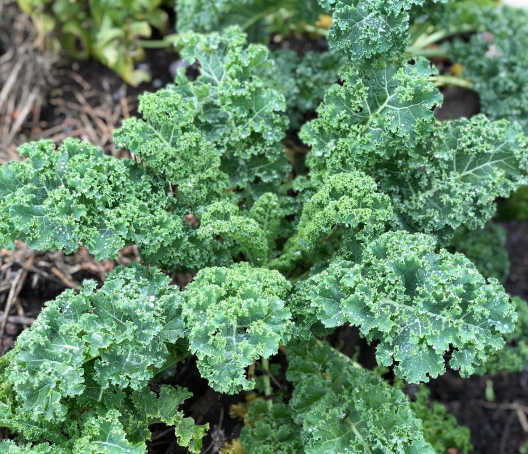 Prizm Hybrid Kale Seeds Frilly Dark-Green Award-Winning Kale High ...