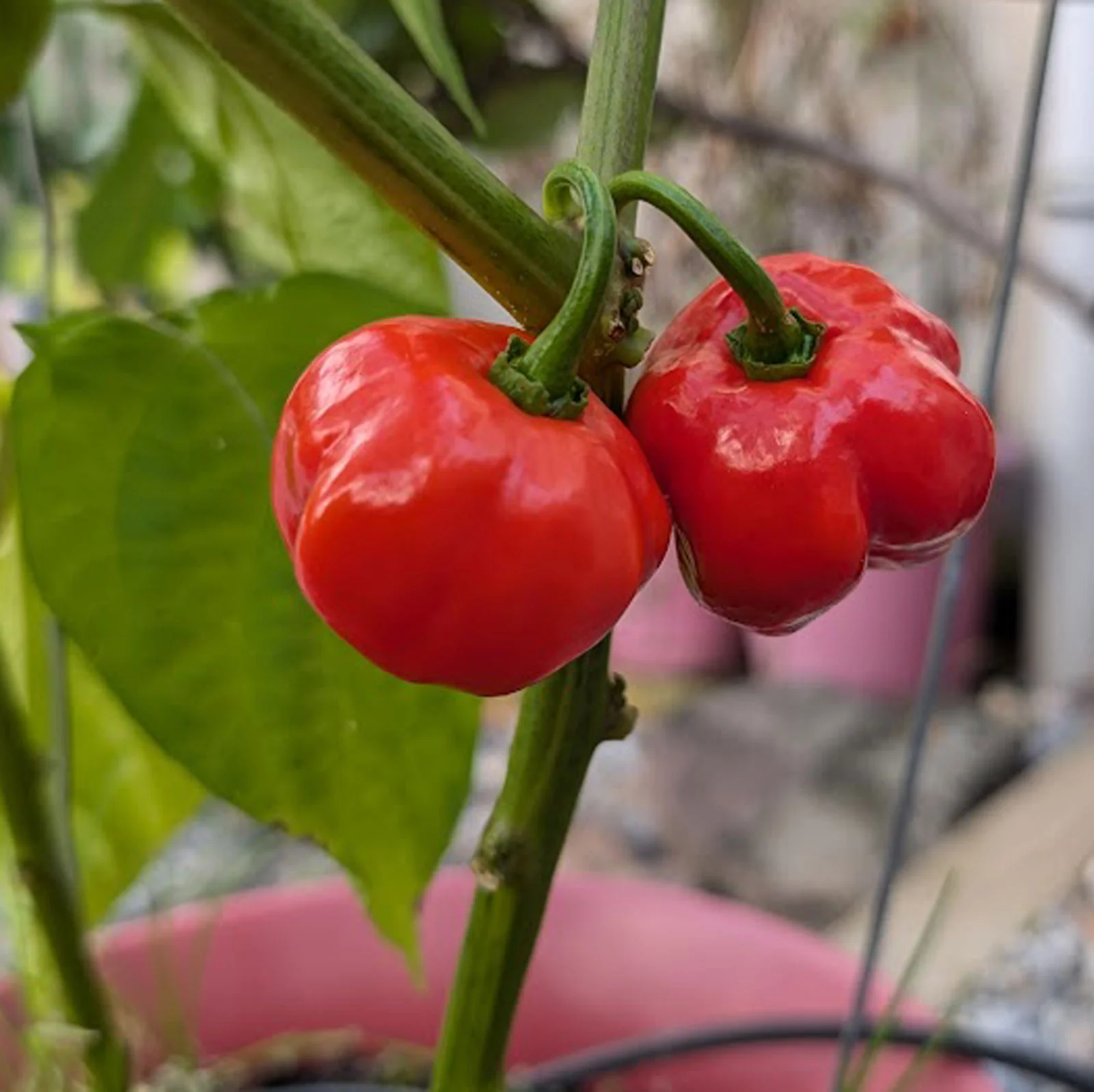 Trinidad 7 Pot Primo Pepper Capsicum chinense vegetable seeds for ...