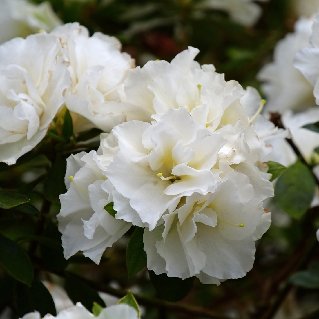 Azalea Flower Seeds White Organic, Heirloom, Non-GMO Seeds for Planting ...