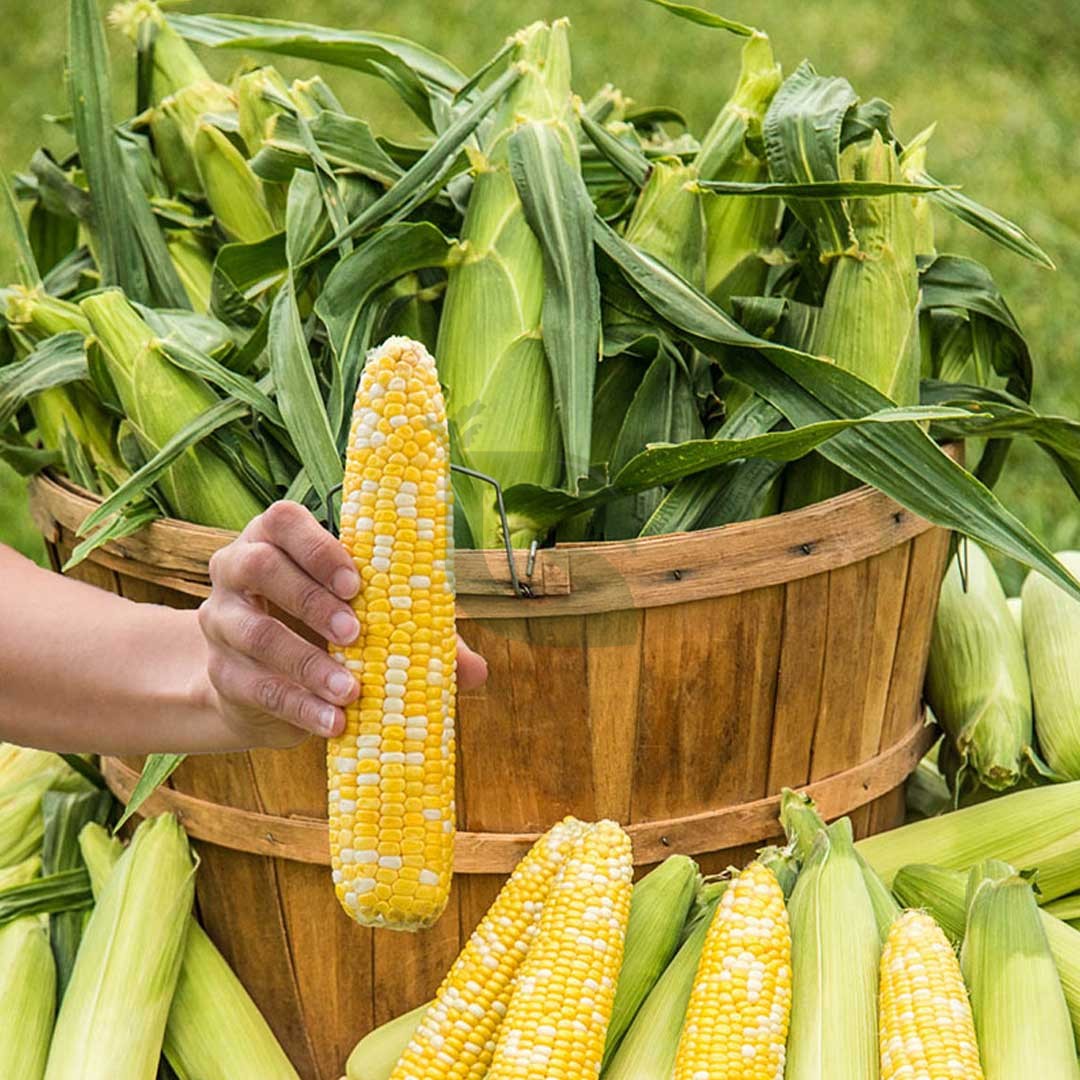 Legend Hybrid Corn Seeds Disease-Resistant Yellow Sweet Corn High ...