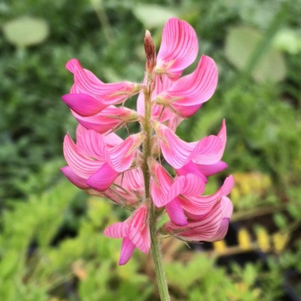 Sainfoin Flower Seeds – Beautiful, Resilient Blooms for Gardens ...
