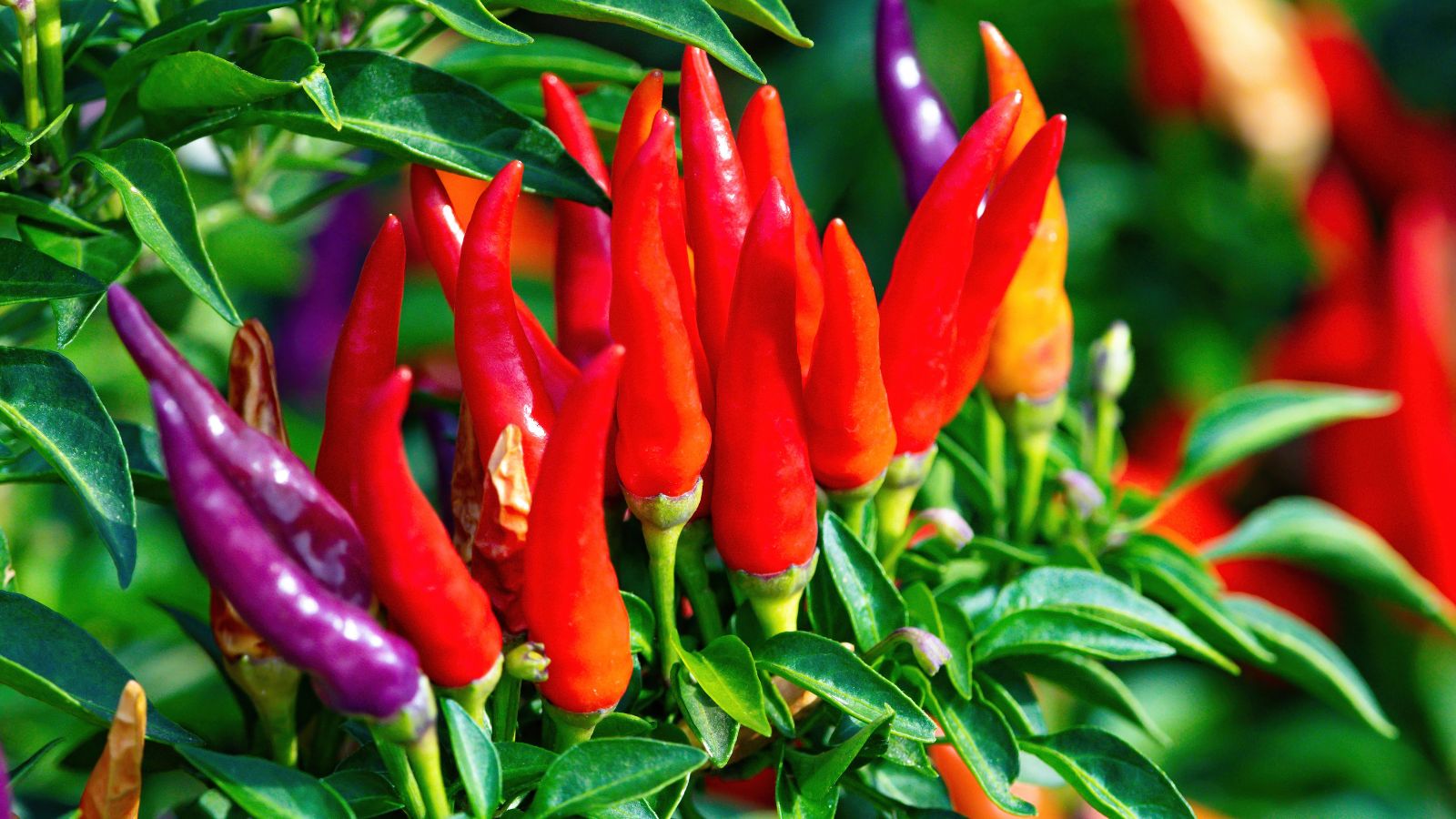 Sangria Hybrid Ornamental Pepper Seeds Colorful Small Hot Decorative ...
