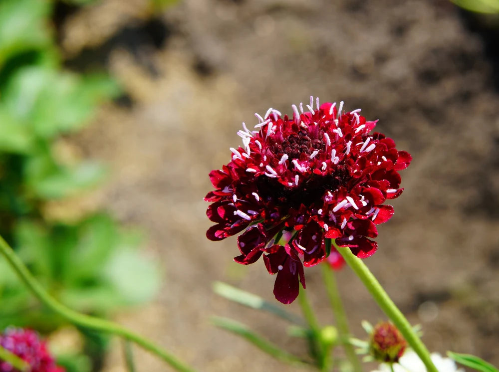 Scabiosa Atropurpurea Indian Cockade Seeds – Perennial Pollinator ...
