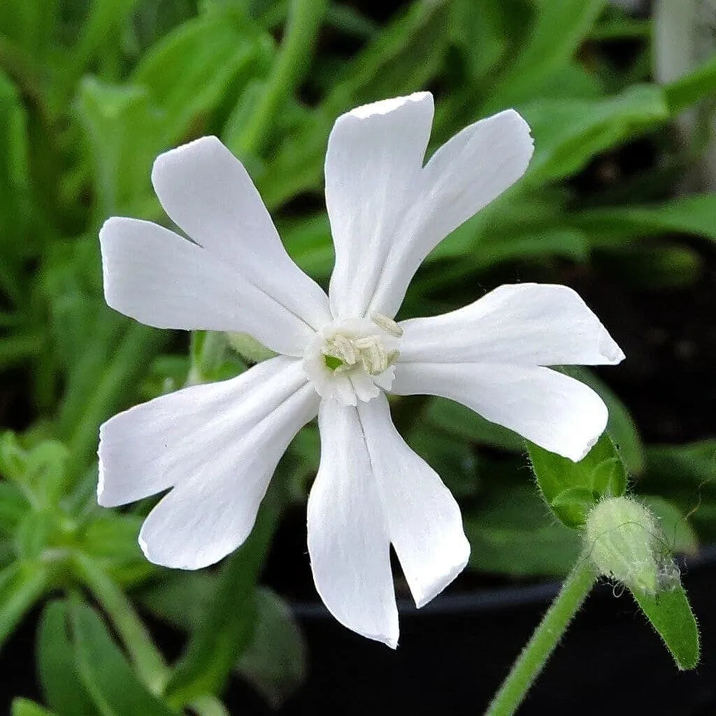 Silene capensis Seeds - African Dream Root – Dharaseeds