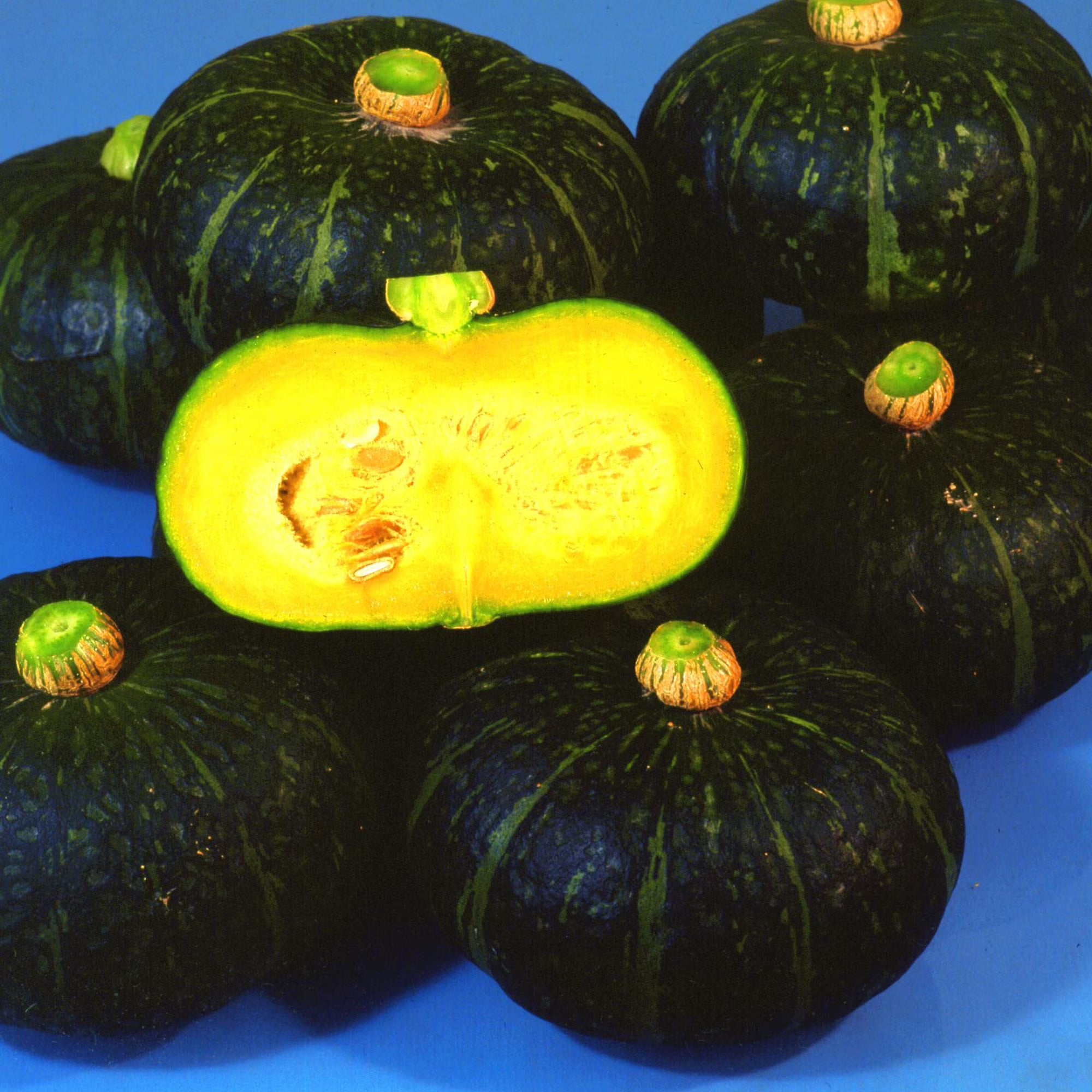 SEEDS Japanese Kabocha Squash I Kurinishiki I Asian Pumpkin – Dharaseeds