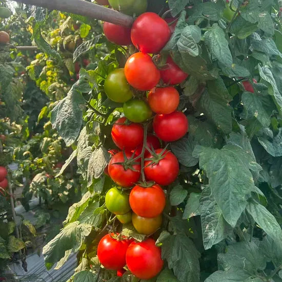 Strong Fruit Setting Ability High Disease Resistant Tomato Organic ...