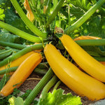 Yellow Vegetable Seeds – Grow Nutritious and Colorful Veggies – Dharaseeds