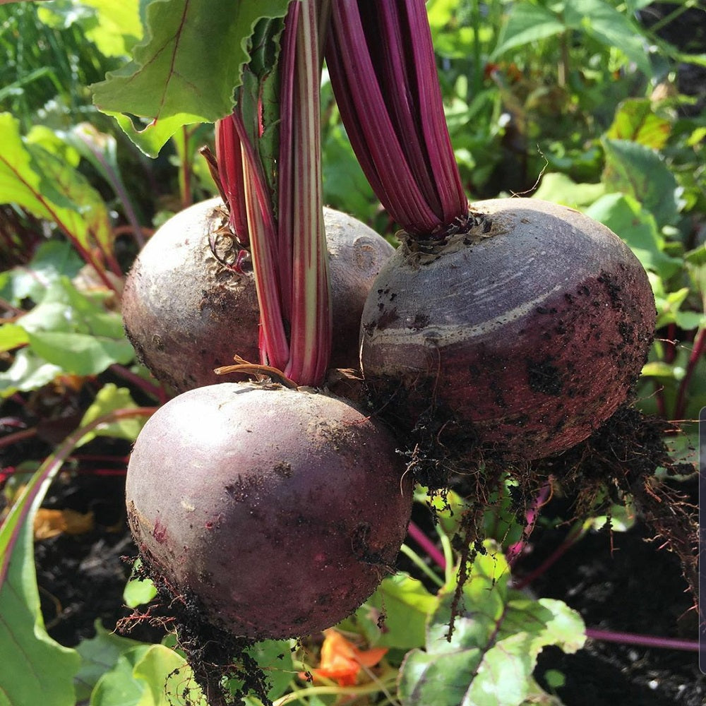 Beetroot Seeds – Heirloom Non-GMO Vegetable Seeds for Planting – Dharaseeds