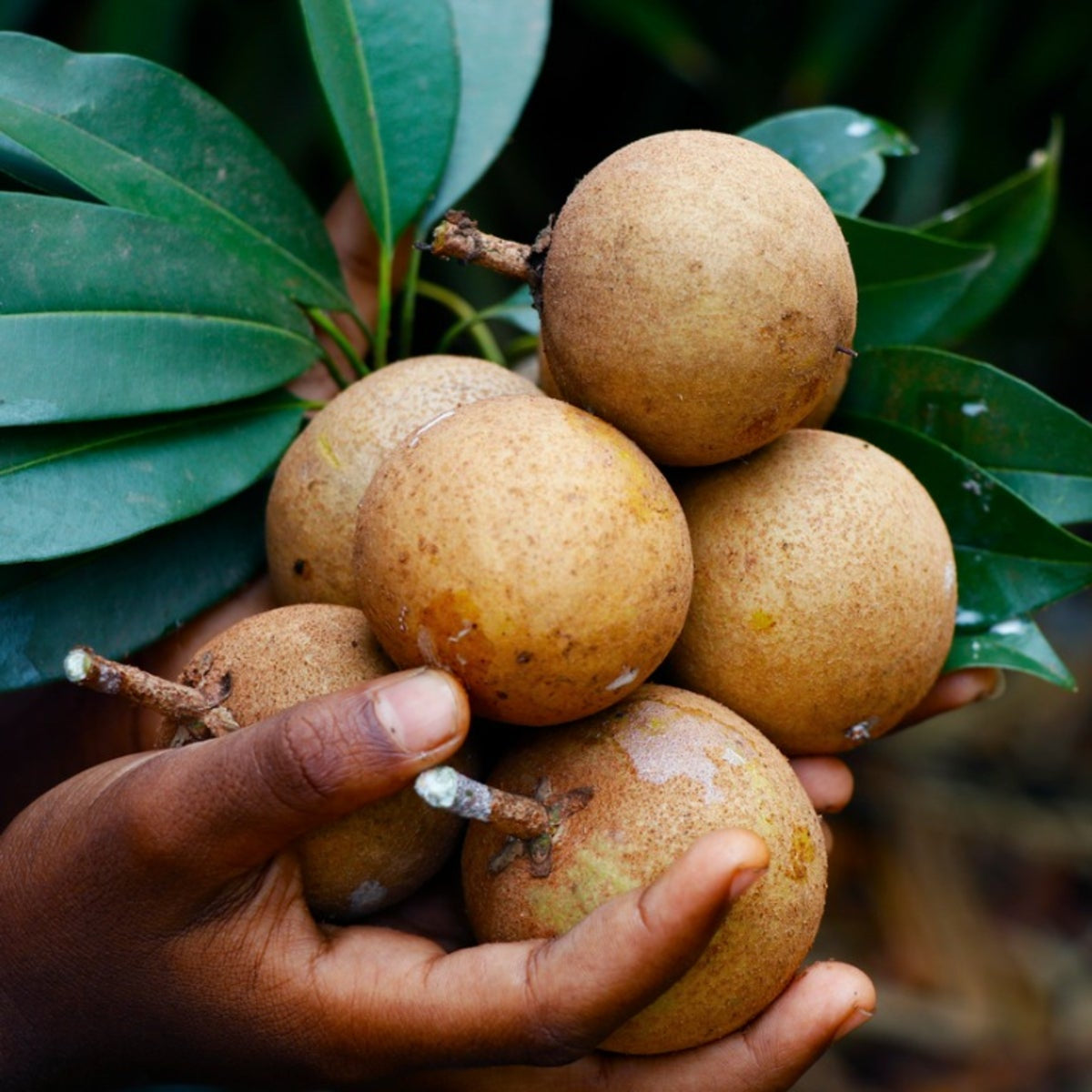 New Fresh Sapote Fruit Seeds - Exotic, Sweet Sapotes for Your Backyard ...