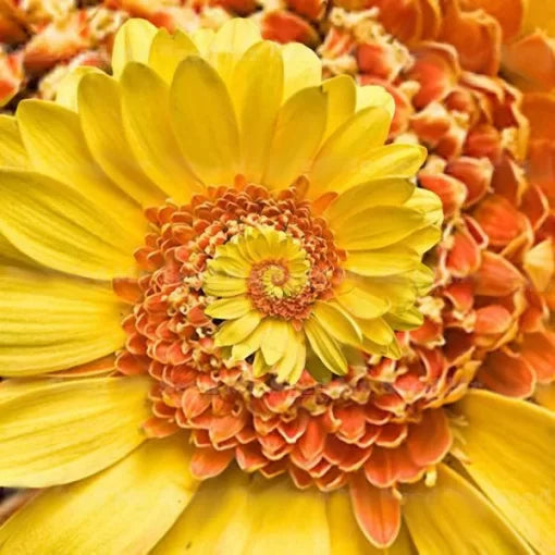 Miracle Daisy Seeds Hardy Rare Ornamental Daisy Flowers High ...