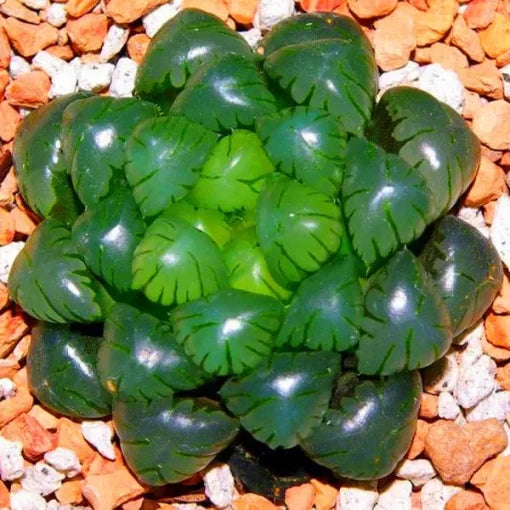 Lotus Lithops Succulent Seeds Rare Pseudotruncatella Bonsai Plants High ...