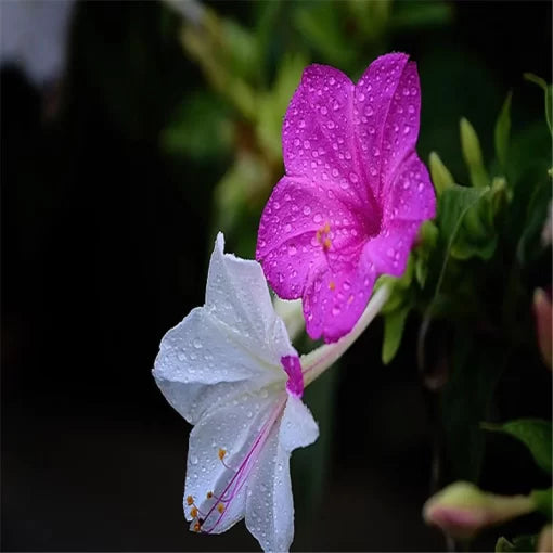 Mirabilis Jalapa Seeds Four O Clock Flower Ornamental Blooms High ...
