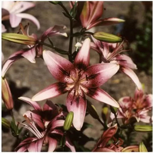 Perfume Lily Seeds Fragrant Indoor Lily Flower Variety High Germination ...