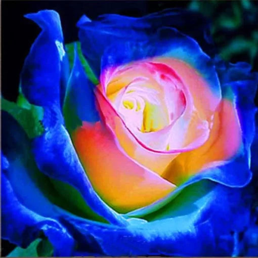 Blue Purple Rose Seeds Rare Violet Rose Bloom Variety High Germination ...