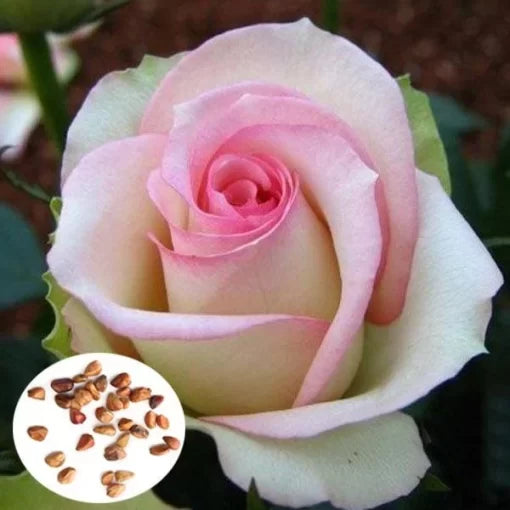 Pink White Rose Seeds Soft Bicolor Rose Variety High Germination Garden ...