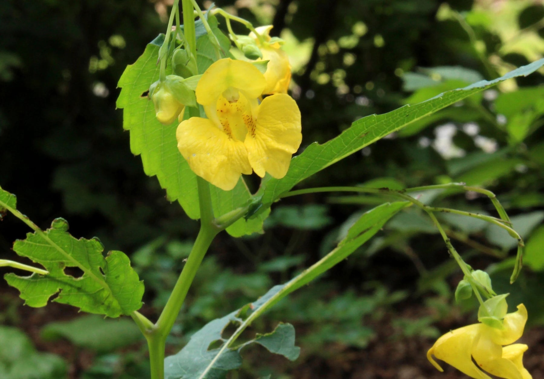 Jewelweed Native Flower Seeds – Heirloom, Non-GMO Seeds for Planting ...