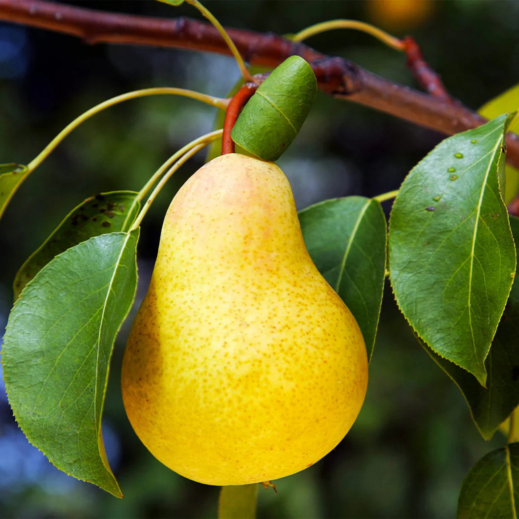 Pear Seeds (US Common Name) – Bartlett Pear Tree, Heirloom – Dharaseeds