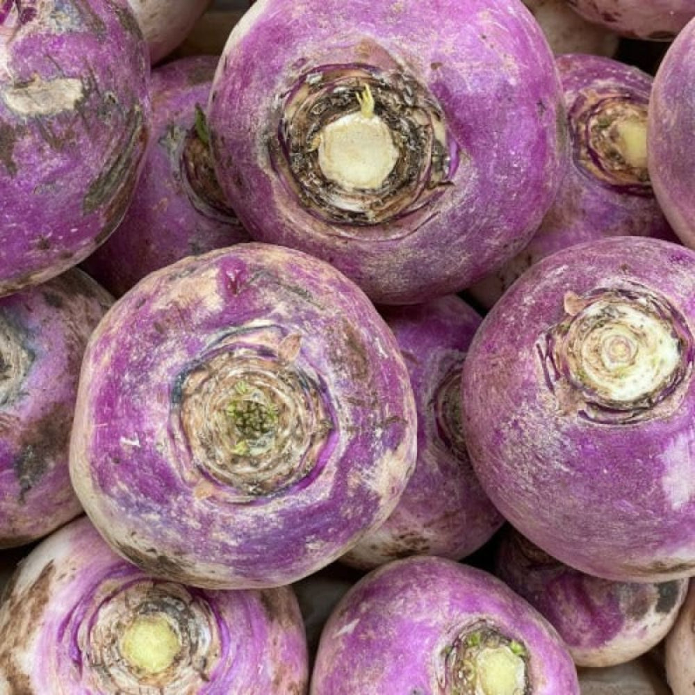 Rutabaga Vegetable Seeds for Planting heirloom & Non-GMO Seeds - Dharaseeds