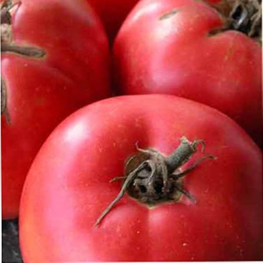 Arkansas Traveler tomato seeds for planting heirloom pink fruit ...