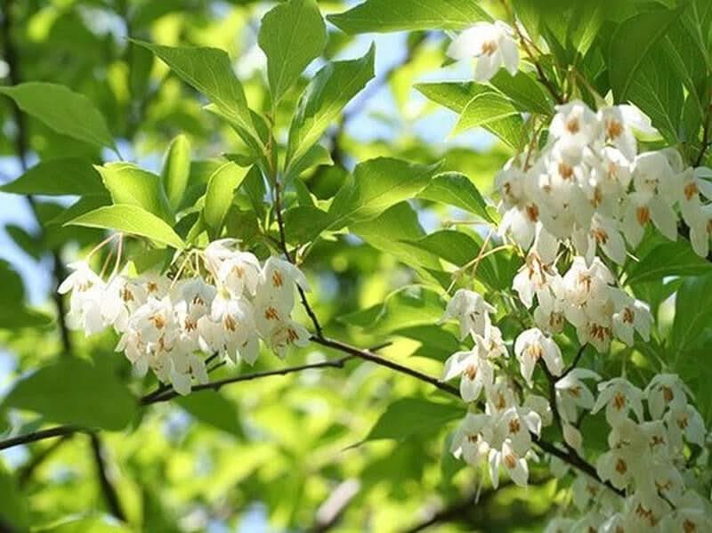 Heirloom Non-GMO Styrax Benzoin Flower Seeds for Planting – Fragrant ...