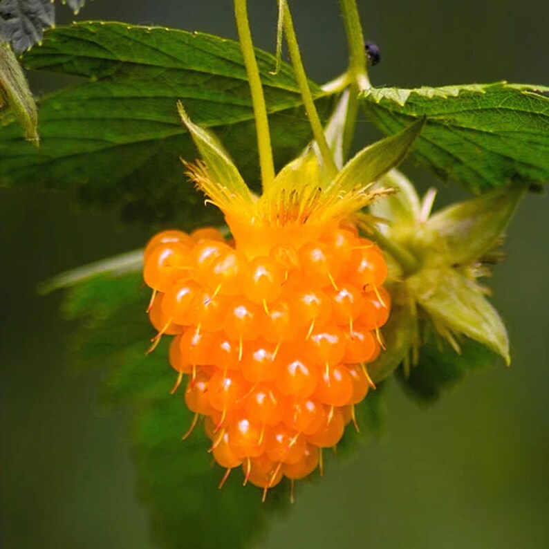Berry Rubus Spectabilis Seeds – Salmonberry Native Variety – Dharaseeds