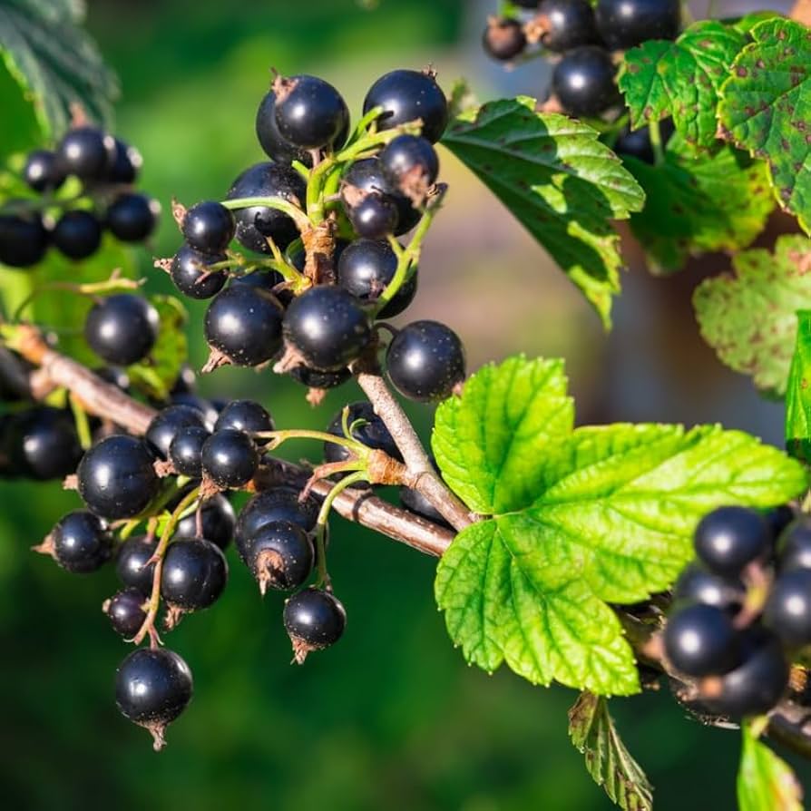 Currant Ribes Nigrum Seeds – Black Currant Edible Landscaping Variety ...