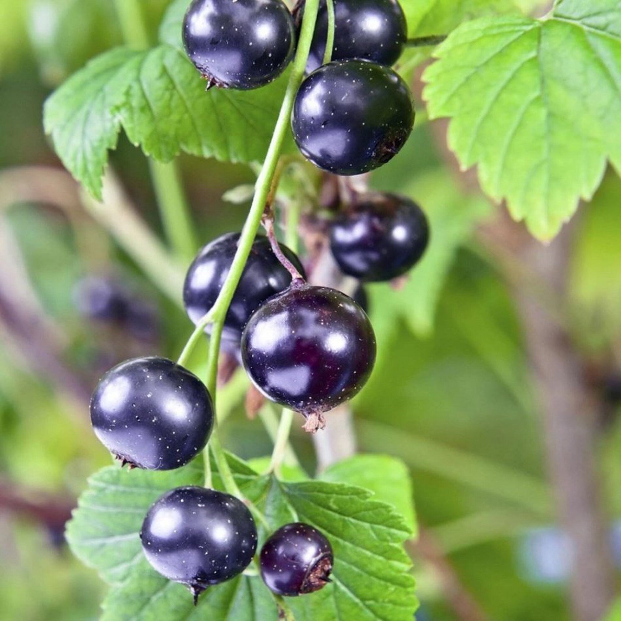 Black Currant Seeds (US Common Name) – Ribes nigrum, Heirloom – Dharaseeds