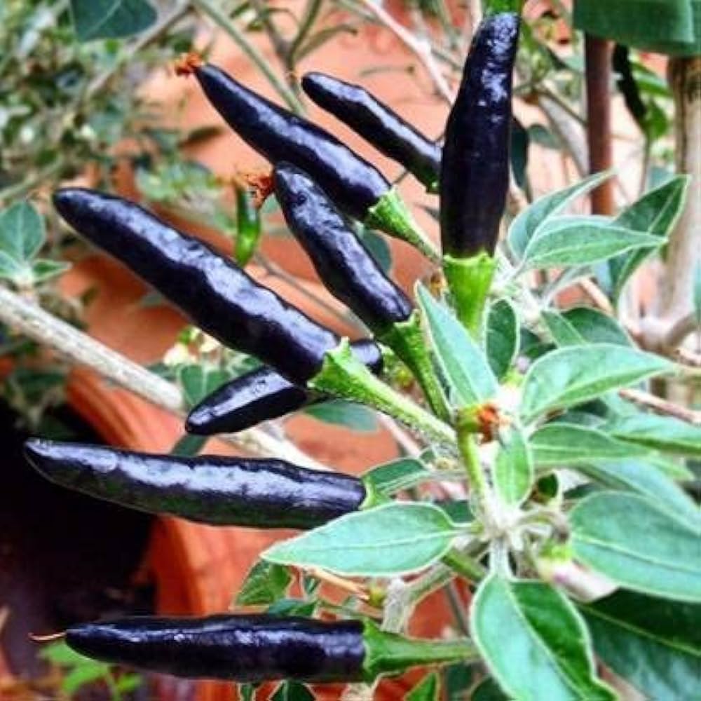 Black pepper Piper nigrum Cobra seeds for planting in tropical backyard ...