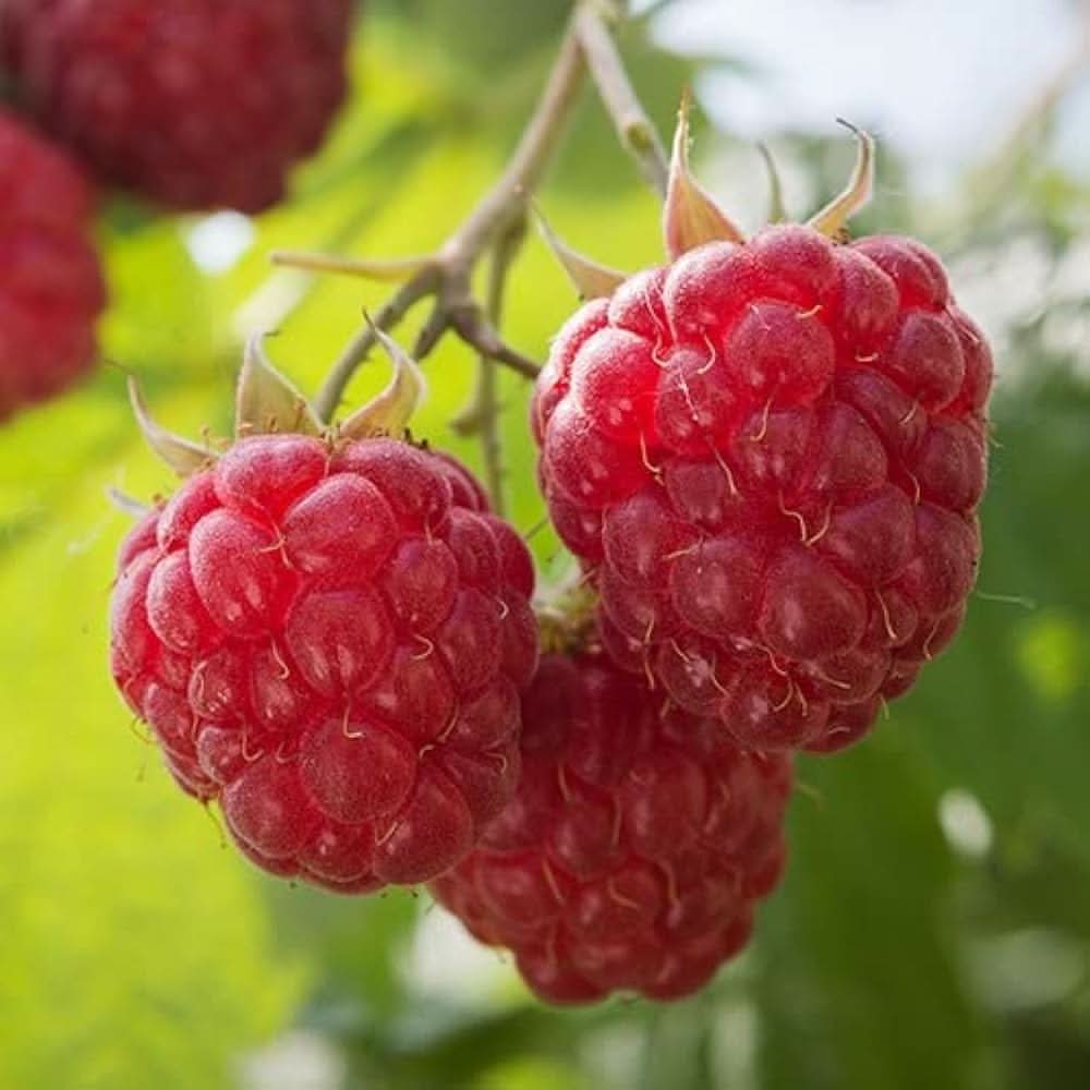 Brandywine Raspberry Seeds – Rubus idaeus Variety for Abundant Yield ...