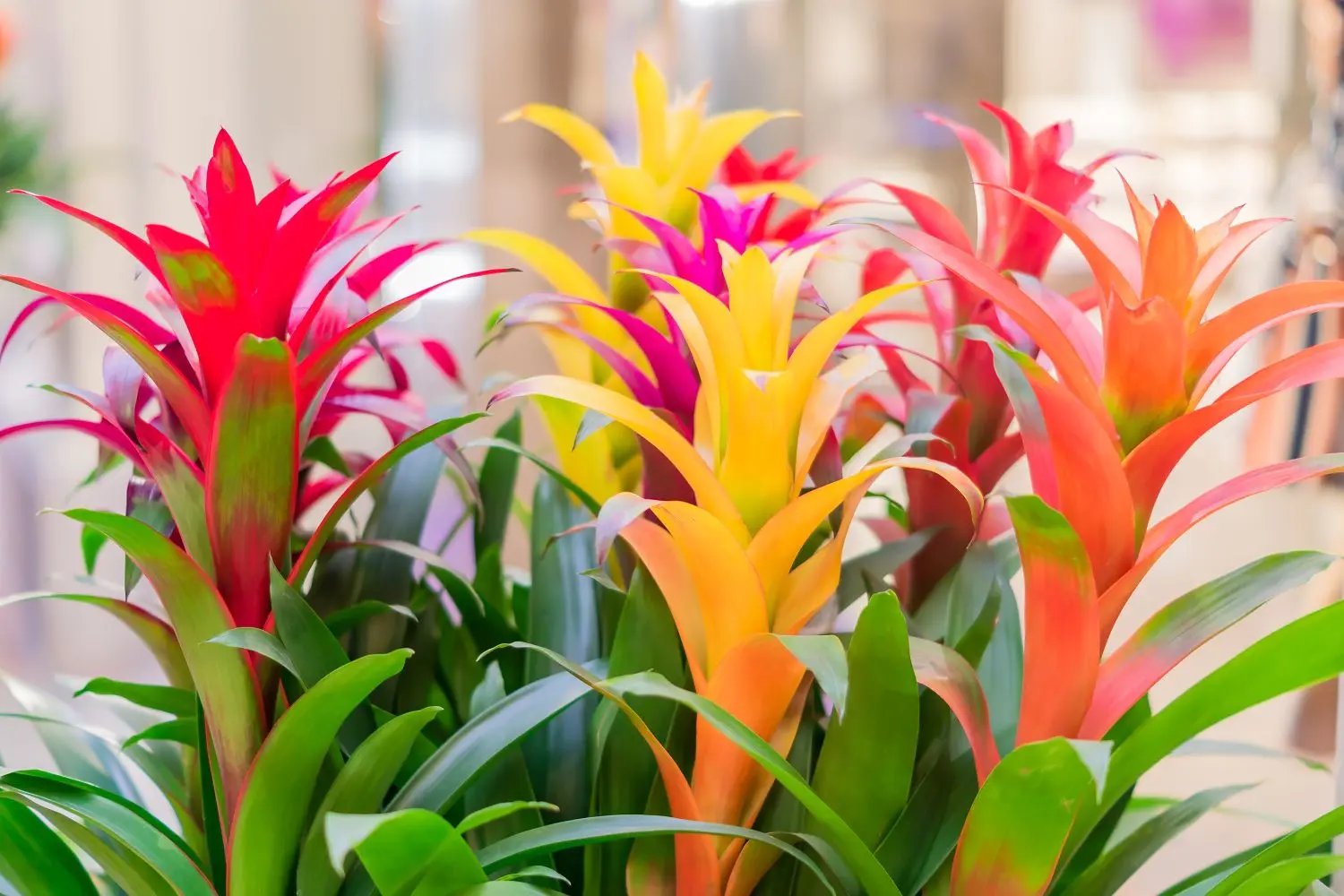 Mixed Bromeliad Tillandsia Plant Seeds-Heirloom & Non-GMO Seeds for ...