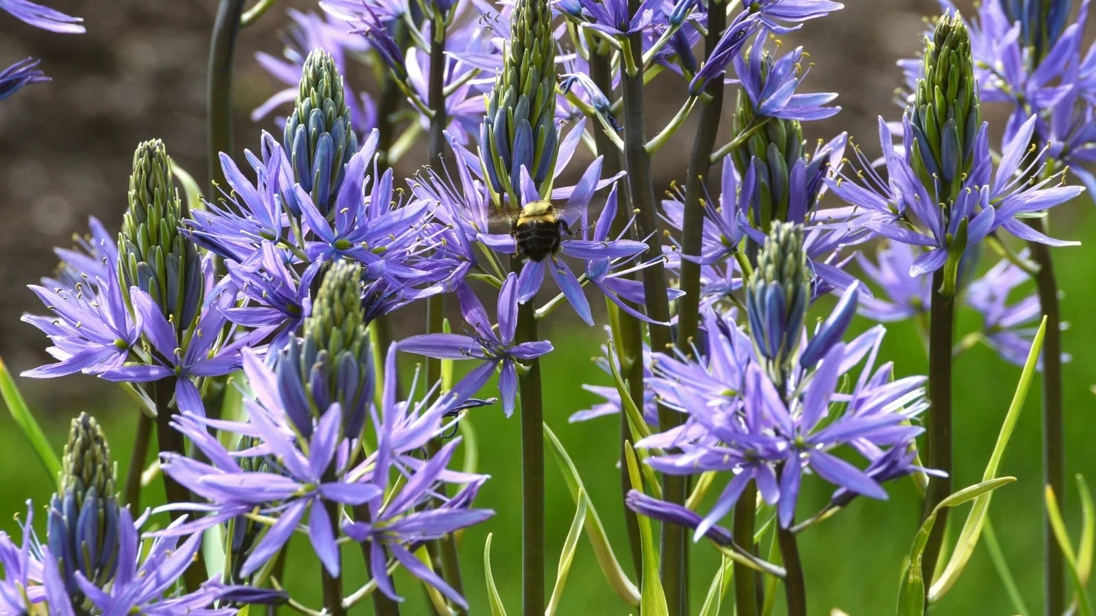 Camassia Flower Seeds, Heirloom, Non-GMO Seeds for Planting - Dharaseeds