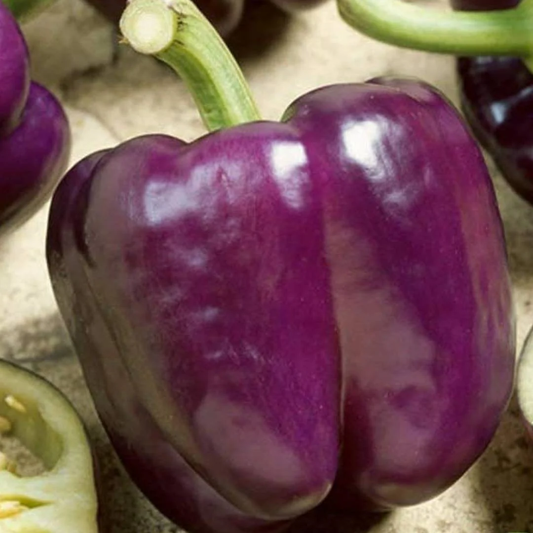 Purple Death Pepper Seeds for Planting-Heirloom & Non-GMO Seeds for ...
