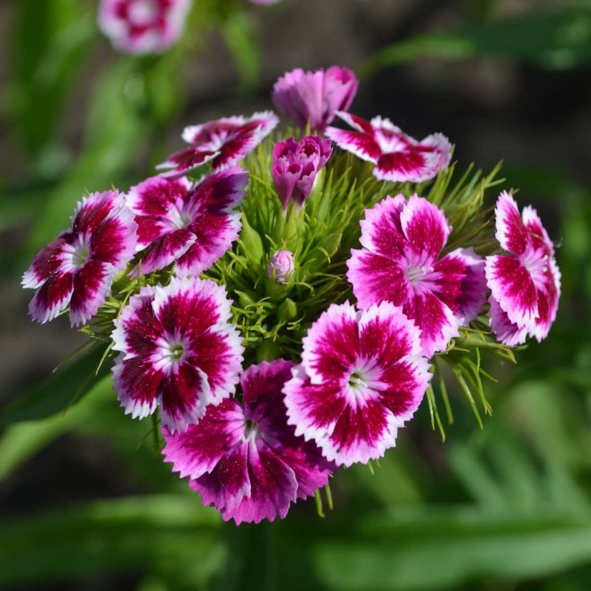Carnation Seeds - White Pink Heirloom Non-GMO for Garden – Dharaseeds