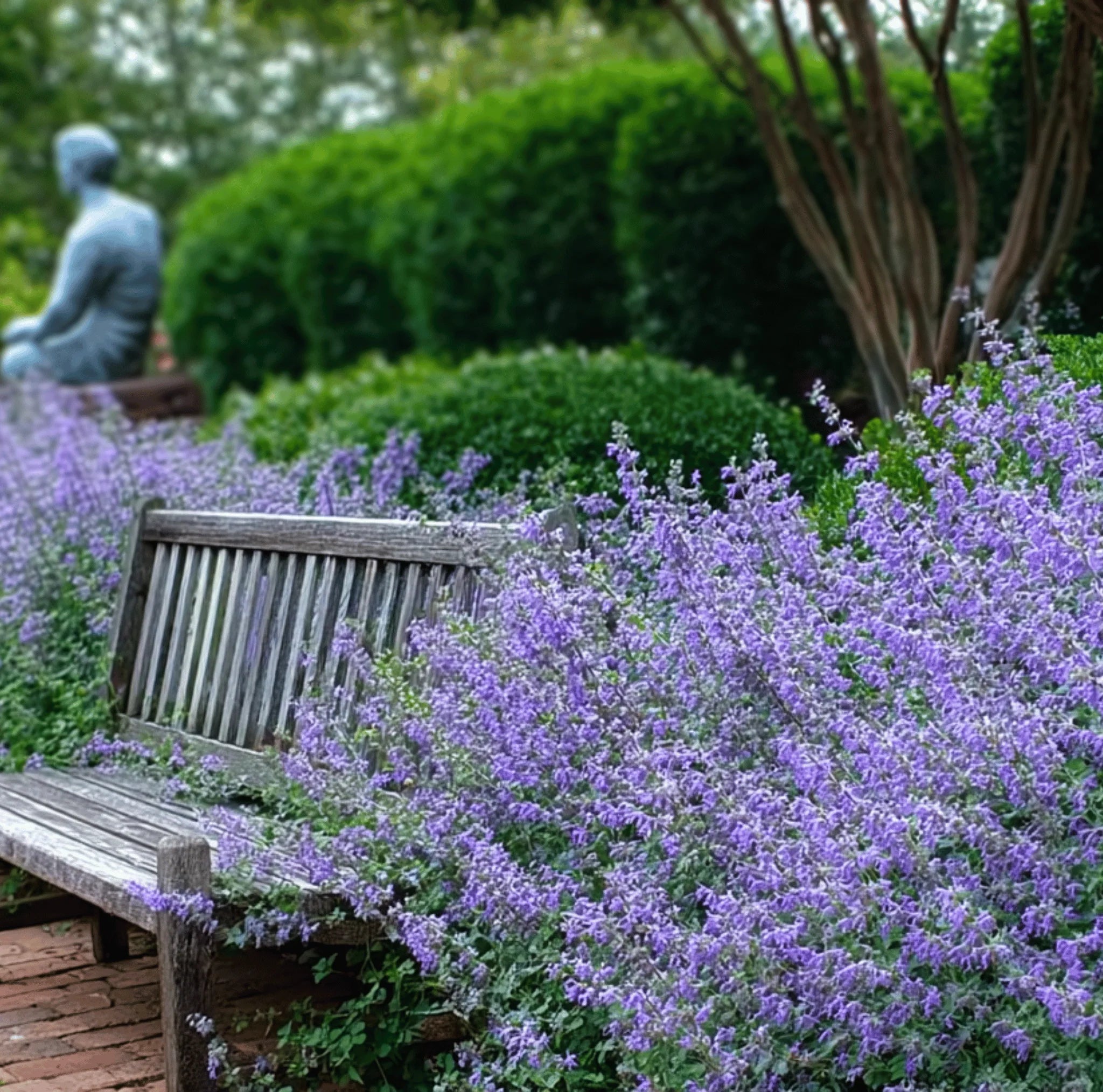 Heirloom Non-GMO Nepeta Flower Seeds for Planting – Fragrant Pollinator ...