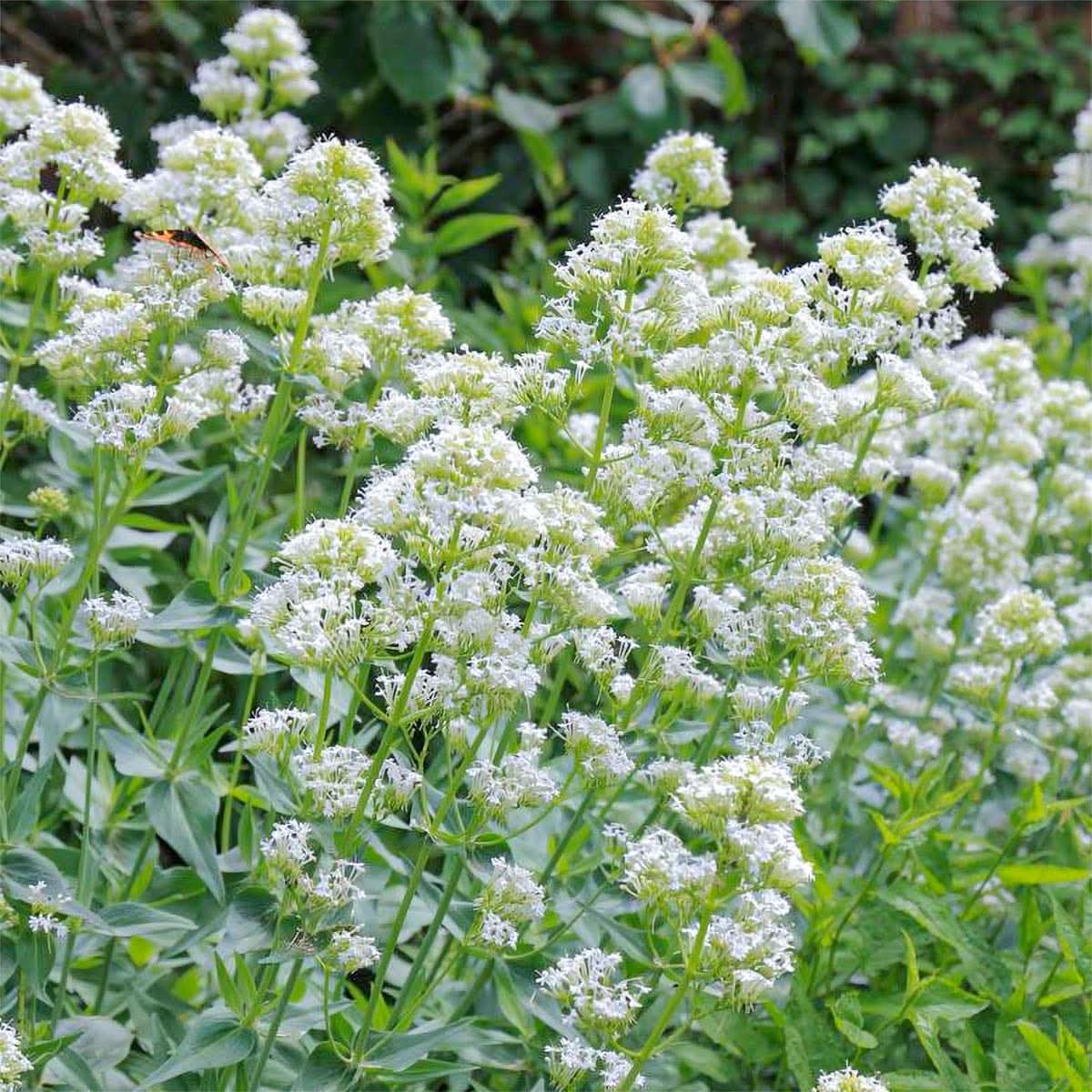 Heirloom Centranthus Ruber Albus Flower Seeds – Non-GMO Seeds for ...