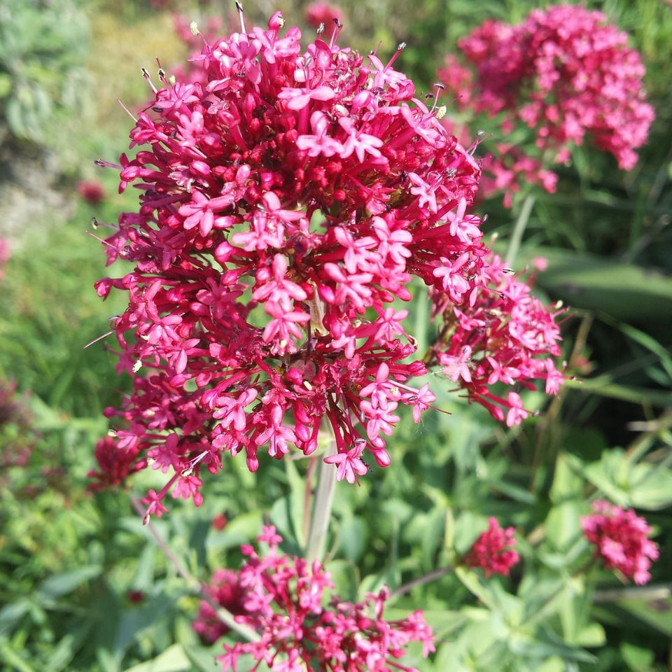 Heirloom Jupiter's Beard Flower Seeds – Non-GMO Seeds for Beautiful ...