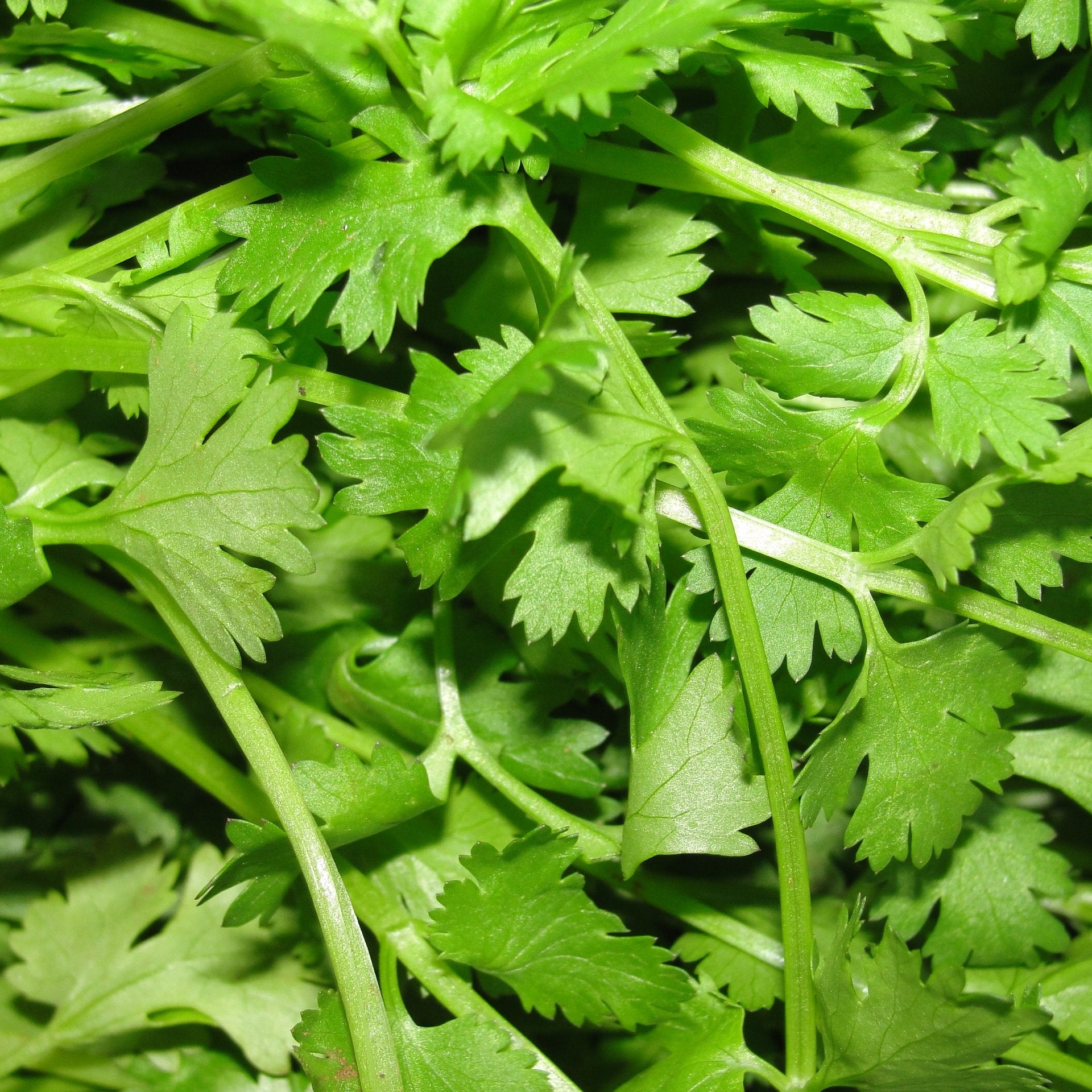 Cilantro Santo Seeds (Coriandrum sativum) Coriander Seeds – Santo ...