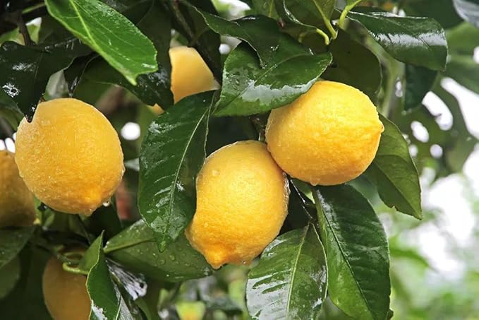 Lemon Seeds – Rare Green Organic Citrus Limon – Dharaseeds
