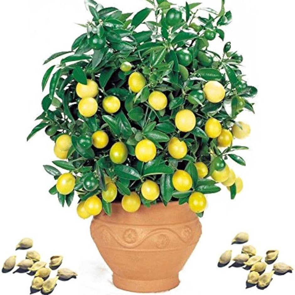 Lemon Seeds – Citrus limon Organic Variety for Backyard Gardening ...