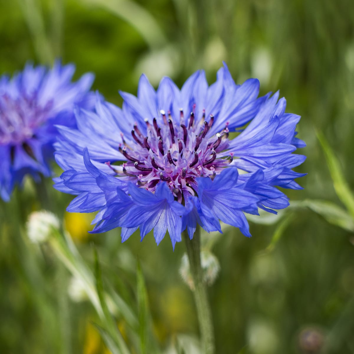 Purple Centaurea Cyanus Flower Seeds for Planting - 100 pcs - Dharaseeds