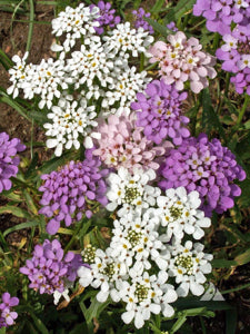 Heirloom Non-GMO Purple & Pink Iberis Candytuft Mix Seeds – High ...