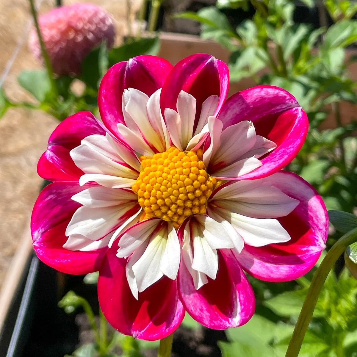 Dahlia 'Bumble Rumble' - Collarette Flower Seeds for Planting ...