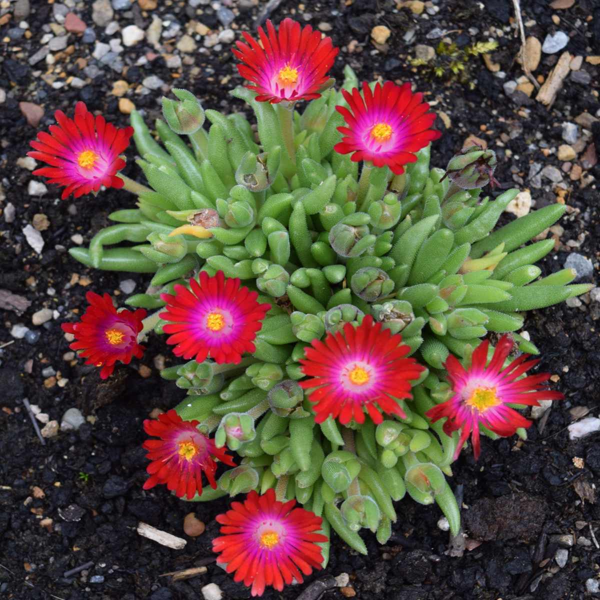 Heirloom Fireglow Flower Seeds, Non-GMO Bright Orange Blooms for Eye ...